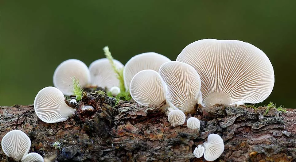 The secret world of fungi - Digital lessons - Mozaik Digital Education ...