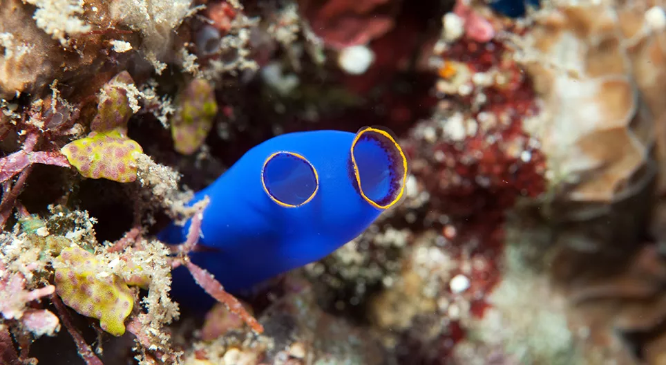 Tunicates - Digital lessons - Mozaik Digital Education and Learning