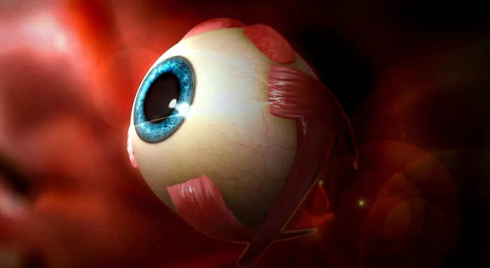 How do we see? The human eye - Digital lesson - Mozaik Digital ...