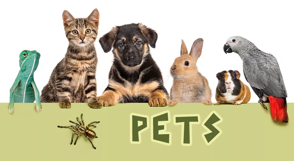Pets - Digital lessons - Mozaik Digital Education and Learning