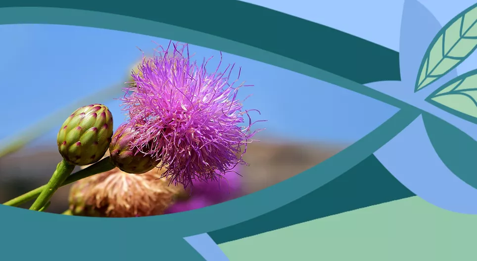 The flower - Digital lessons - Mozaik Digital Education and Learning