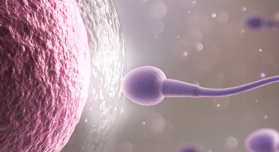 Egg cells and sperm cells - Digital lessons - Mozaik Digital Education and Learning