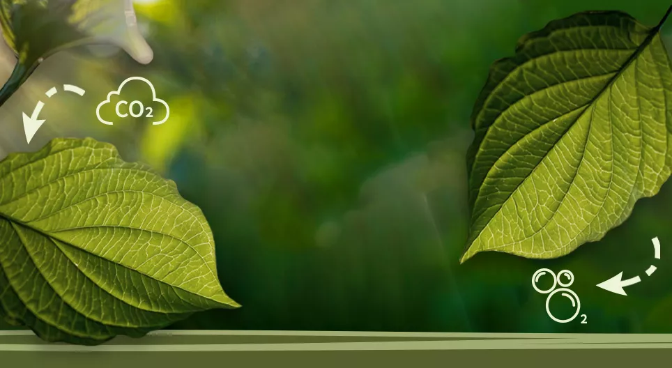 What is photosynthesis? - Digital lessons - Mozaik Digital Education ...