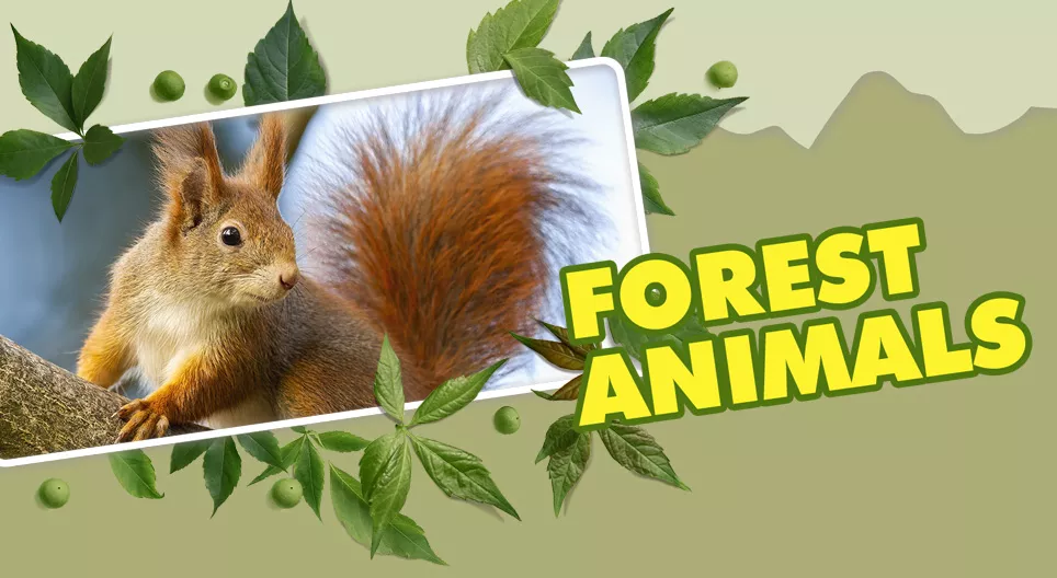 Forest Animals - Digital lessons - Mozaik Digital Education and Learning