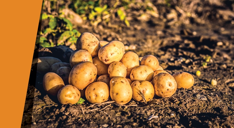 Potato oasis - Digital lesson - Mozaik Digital Education and Learning