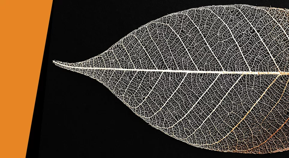 Leaf skeleton - Digital lessons - Mozaik Digital Education and Learning