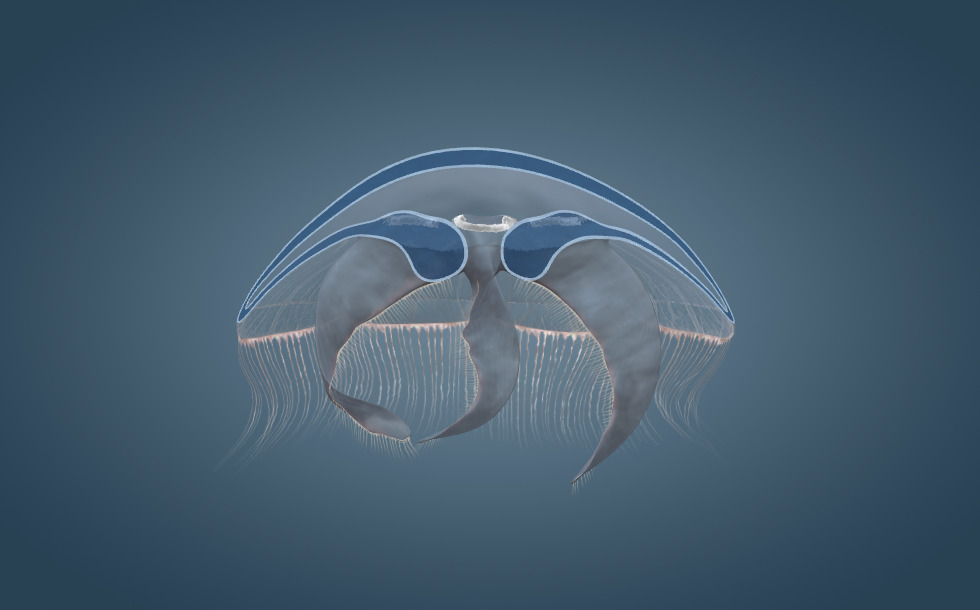 Jellyfish - 3D scene - Mozaik Digital Education and Learning