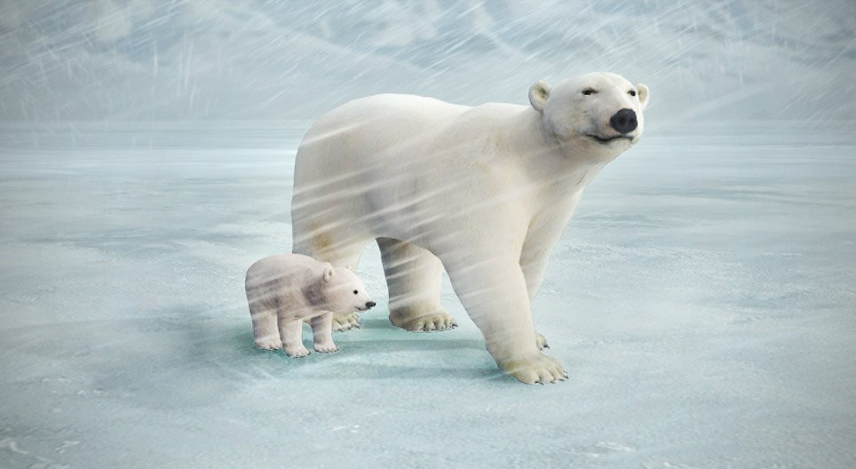 Polar bear - 3D scene - Mozaik Digital Education and Learning