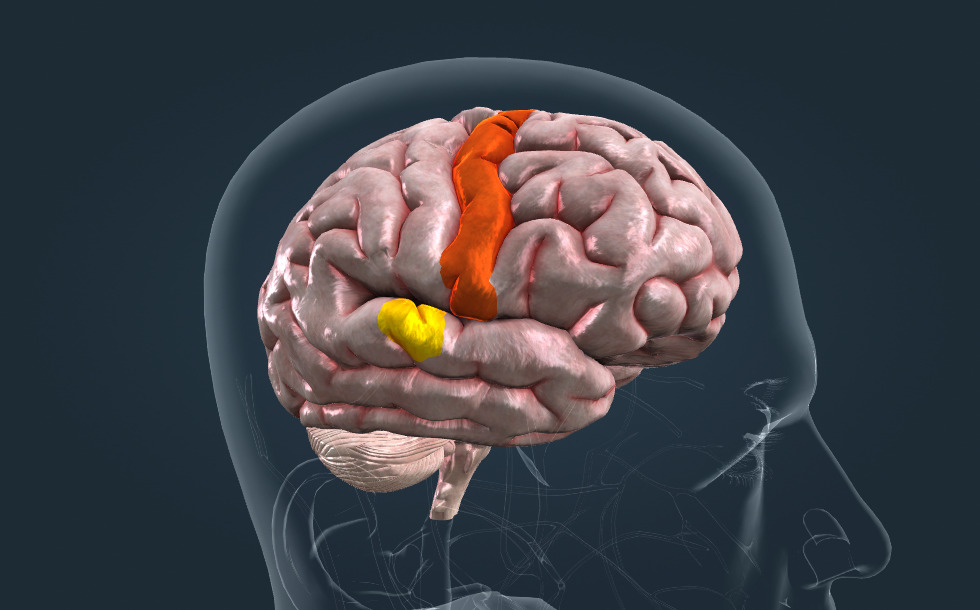 Cortical organisation of speech - 3D scene - Mozaik Digital Education ...