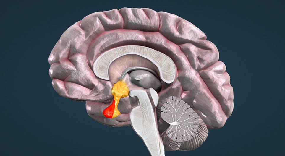 Endocrine system - 3D scene - Mozaik Digital Education and Learning