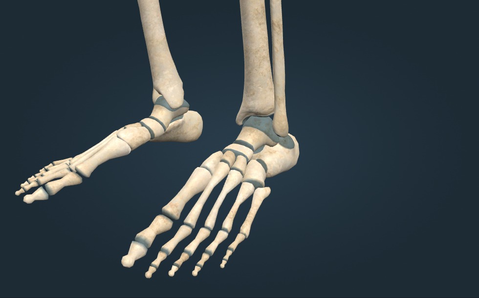 Types of synovial joints - 3D scene - Mozaik Digital Education and Learning