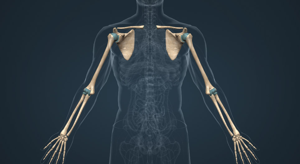 Bones of the upper limbs - 3D scene - Mozaik Digital Learning