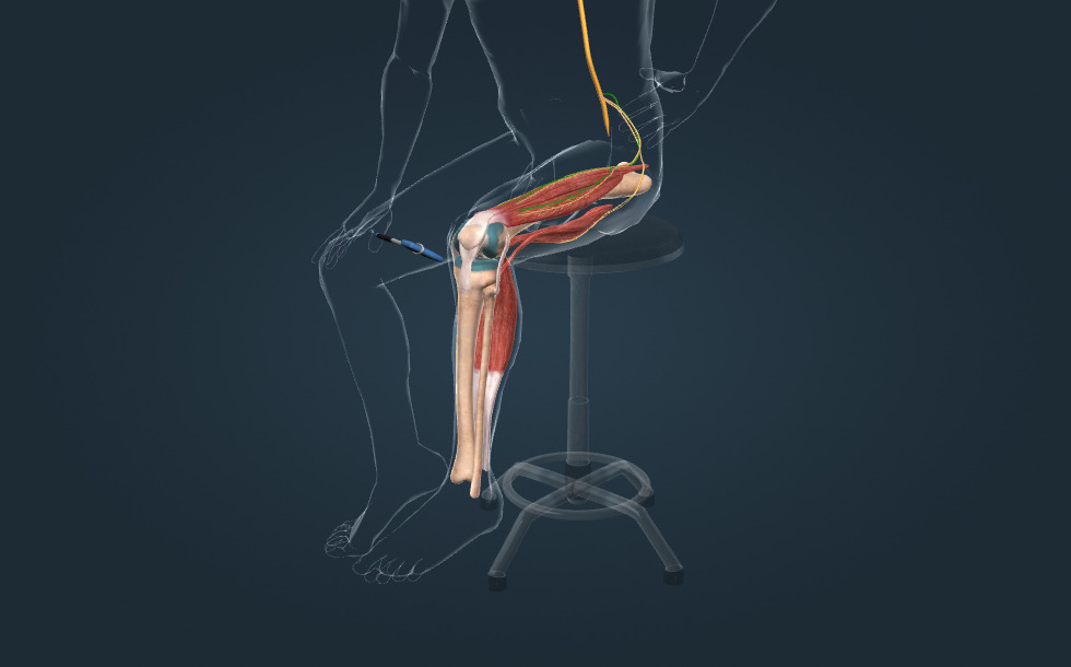 Patellar reflex - 3D scene - Mozaik Digital Education and Learning
