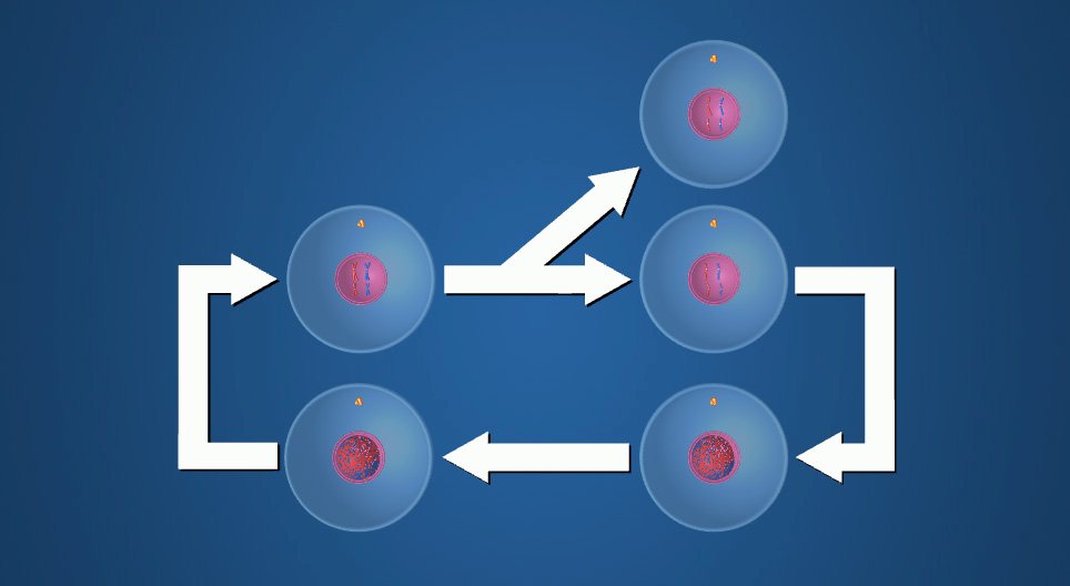 Mitosis - 3D scene - Mozaik Digital Education and Learning