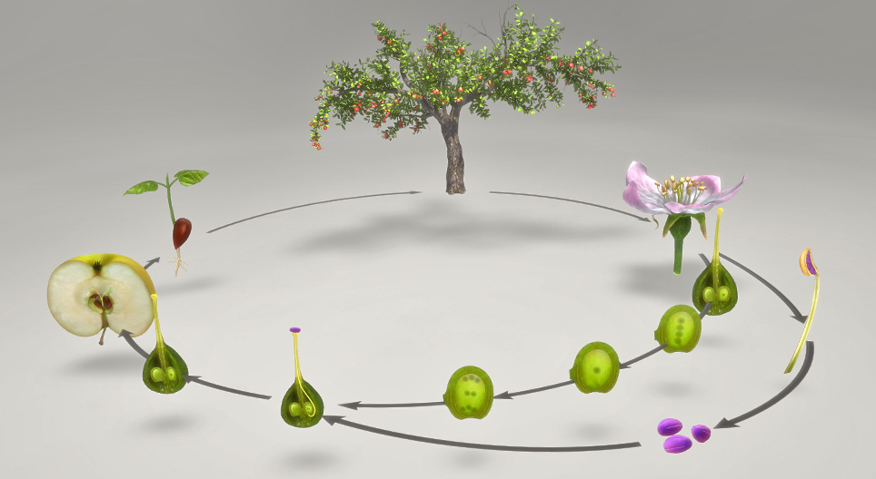The life cycle of plants - 3D scene - Mozaik Digital Education and Learning