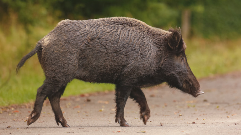 The wild boar - video - Mozaik Digital Education and Learning