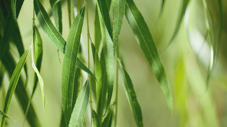 The Genus salix - video - Mozaik Digital Education and Learning