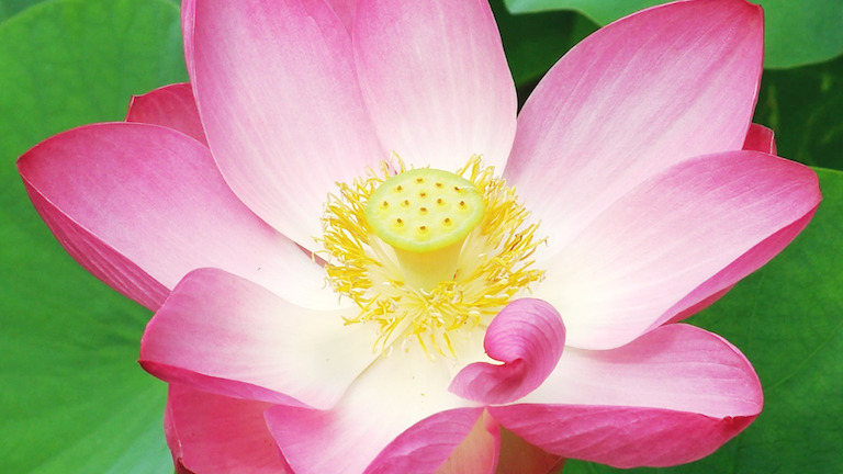 The indian lotus - video - Mozaik Digital Education and Learning