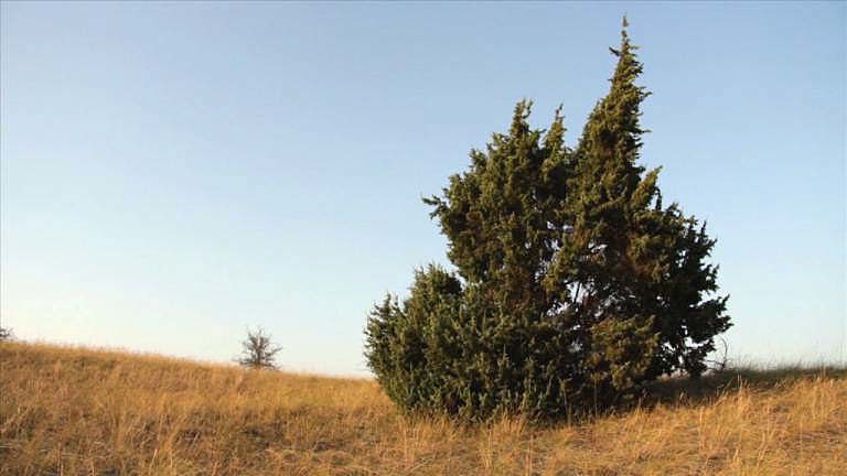 The common juniper - video - Mozaik Digital Education and Learning