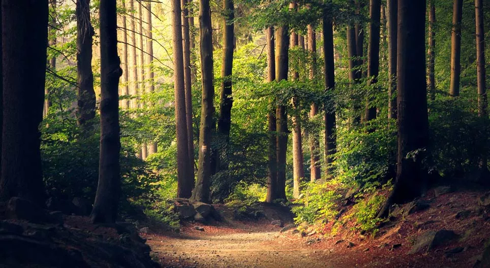 ZIJN ALLE BOSSEN HETZELFDE? - Digitale lessen - Mozaik Digital ...