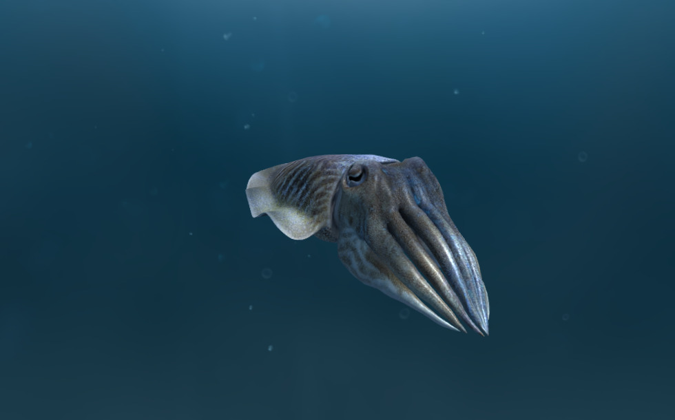 Gewone zeekat - 3D-scène - Mozaik Digital Education and Learning