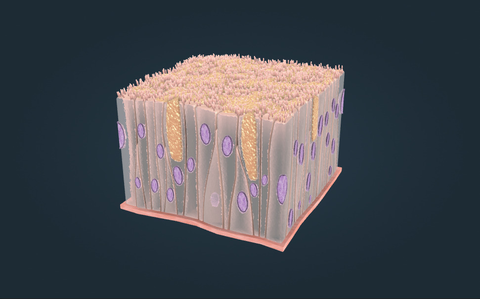 Soorten Epitheelweefsel - 3D-scène - Mozaik Digital Education and Learning