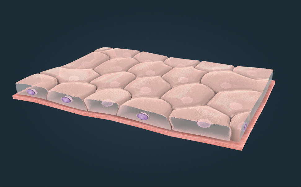 Voorbeelden Van Epitheelweefsel