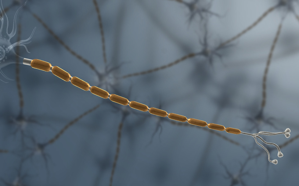 Zenuwcellen, zenuwweefsel - 3D-scène - Mozaik Digital Education and ...