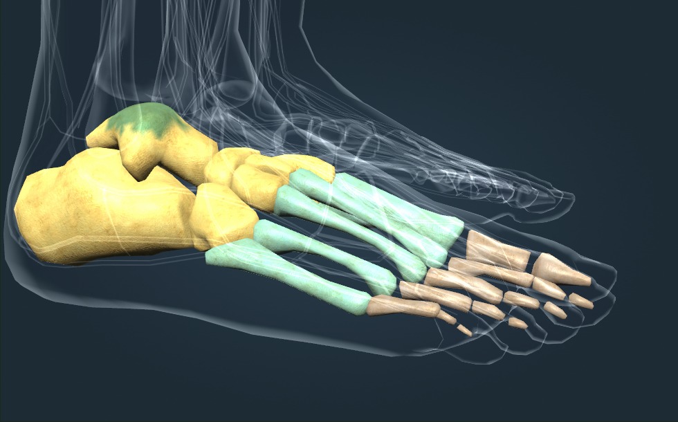Botten van de onderste ledematen - 3D-scène - Mozaik Digital Education ...