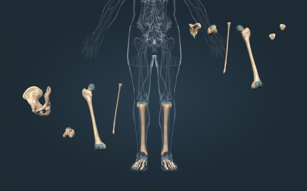 Botten van de onderste ledematen - 3D-scène - Mozaik Digital Education ...