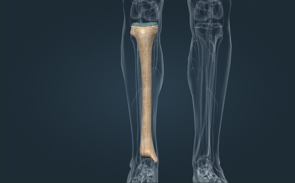 Botten van de onderste ledematen - 3D-scène - Mozaik Digital Education ...