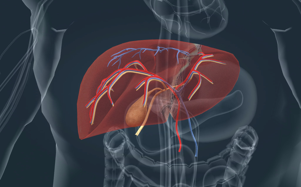 De anatomie en de taken van de lever - 3D-scène - Mozaik Digital ...