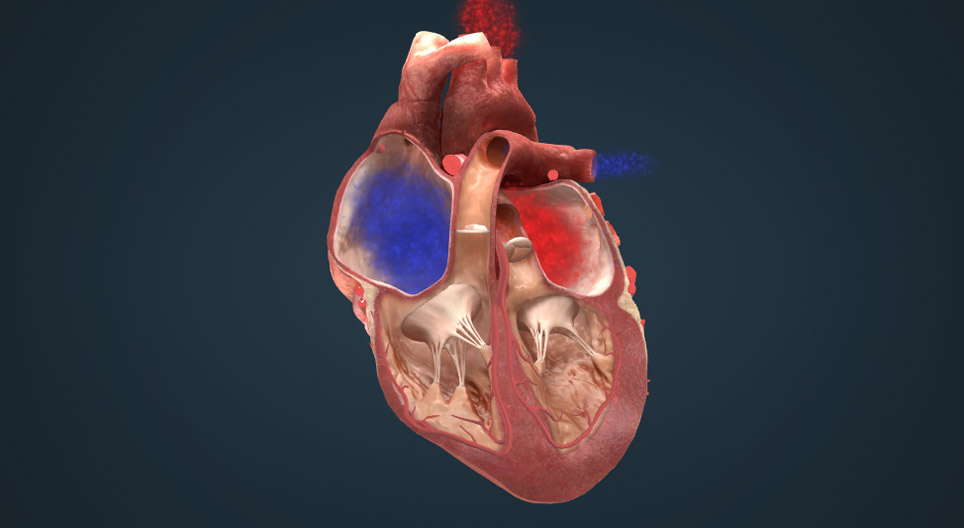 Elektrisch geleidingssysteem van het hart - 3D-scène - Mozaik Digital ...