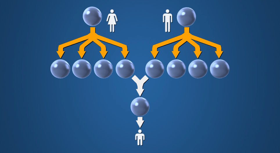 Meiose - 3D-scène - Mozaik Digital Education and Learning