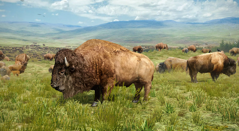 American bison - 3D-scene - Mozaik Digital utdannelse og læring