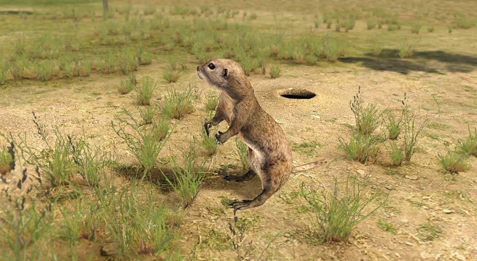 Sisel, eller europeisk jordekorn - 3D-scene - Mozaik Digital utdannelse ...