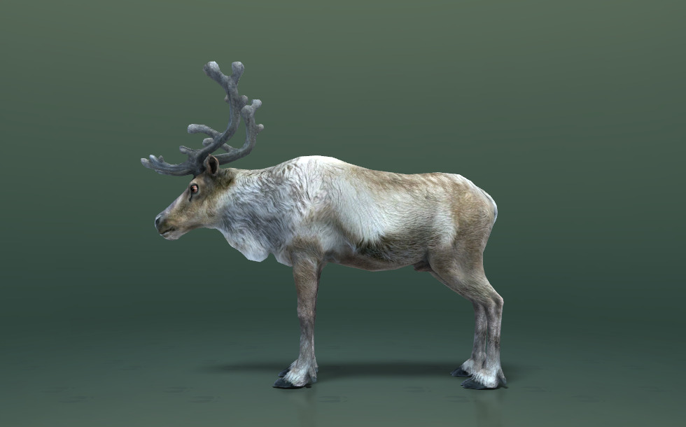 Renifer tundrowy - model 3D - Mozaik edukacja i nauka cyfrowa