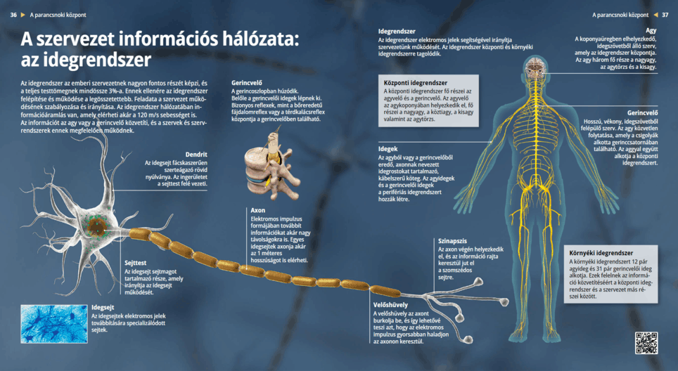 The Nervous System - Lição digital - Ensino e aprendizagem digitais Mozaik