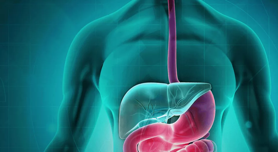 The digestive system Part 1 - From the oral cavity to the stomach ...