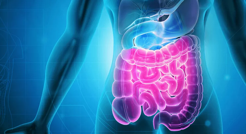 The digestive system II: The small intestine and the large intestine ...