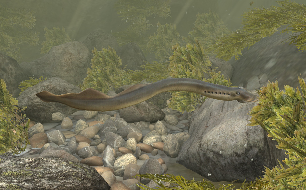 European river lamprey - Cena 3D - Ensino e aprendizagem digitais Mozaik