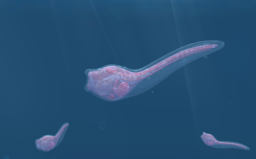 Tunicates - Cena 3D - Ensino e aprendizagem digitais Mozaik
