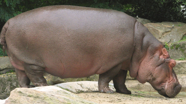 Guanakó - vídeo - Ensino e aprendizagem digitais Mozaik