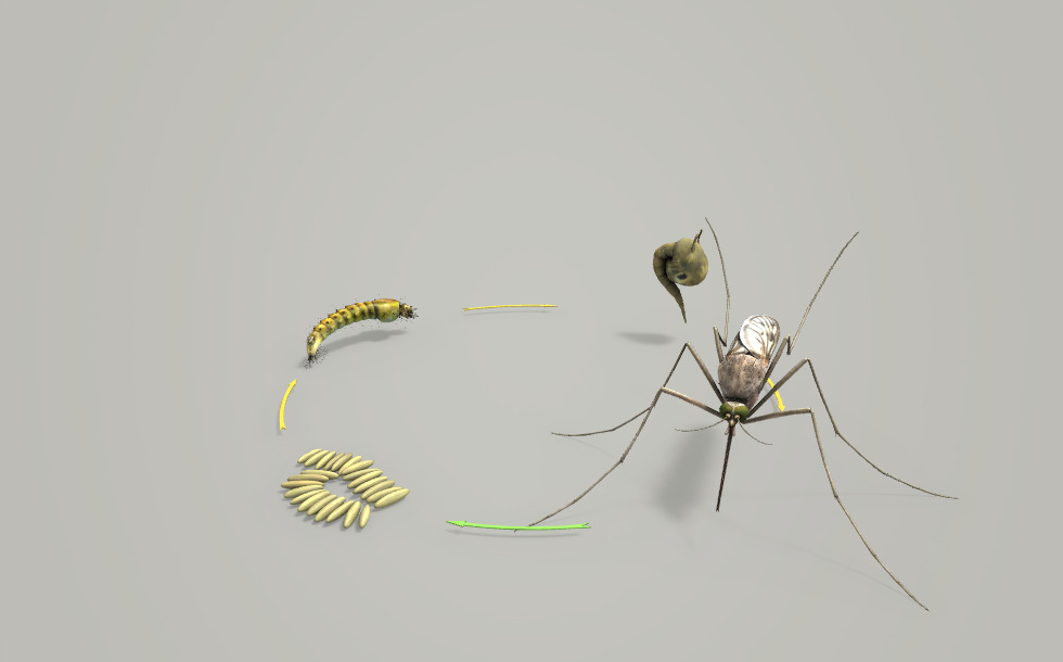 Reprodução e desenvolvimento dos insetos - Cena 3D - Educação e ...