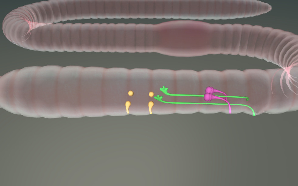Minhoca comum - Cena 3D - Educação e Aprendizagem Digital Mozaik