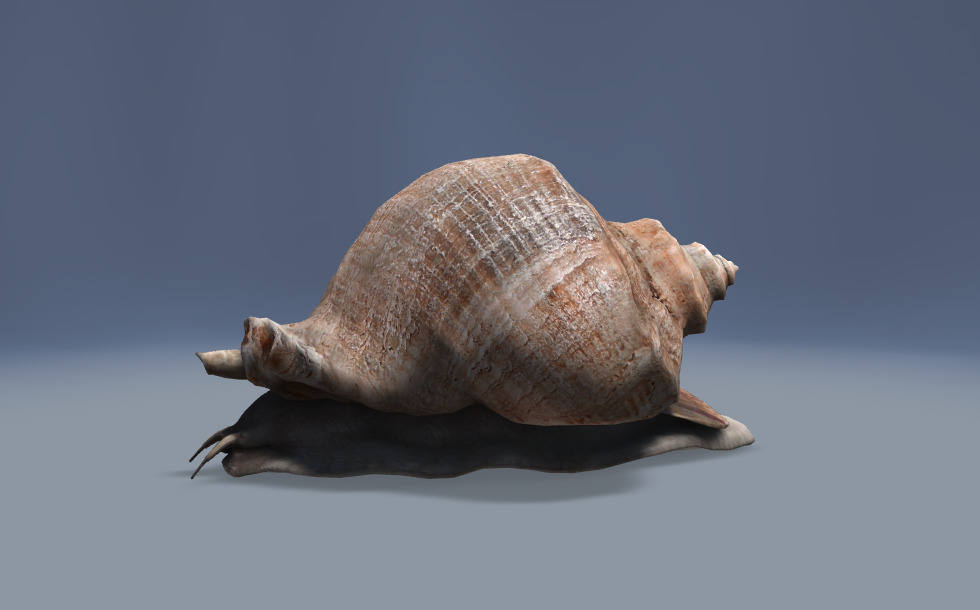 Rapana venosa - Cena 3D - Educação e Aprendizagem Digital Mozaik