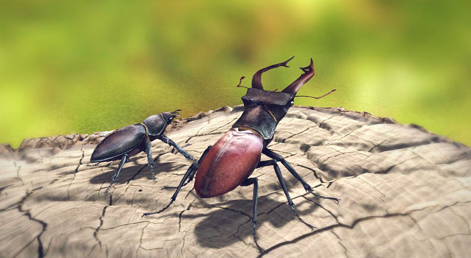 Vaca-loura - Cena 3D - Educação e Aprendizagem Digital Mozaik