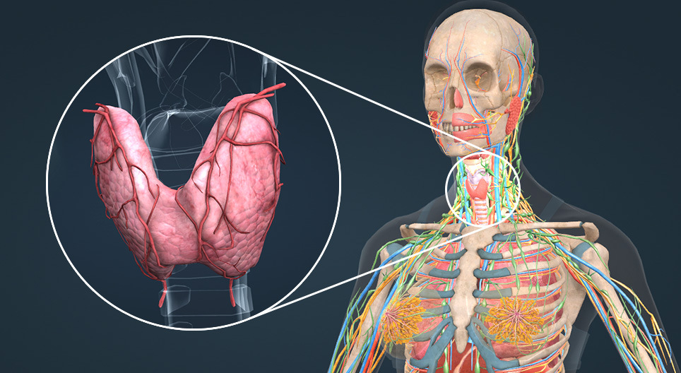 Glândula tireoide - Cena 3D - Educação e Aprendizagem Digital Mozaik
