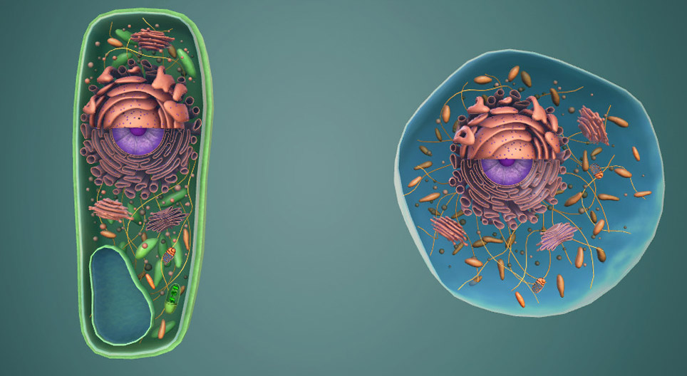 Células animais e vegetais, organelas celulares - Cena 3D - Educação e ...