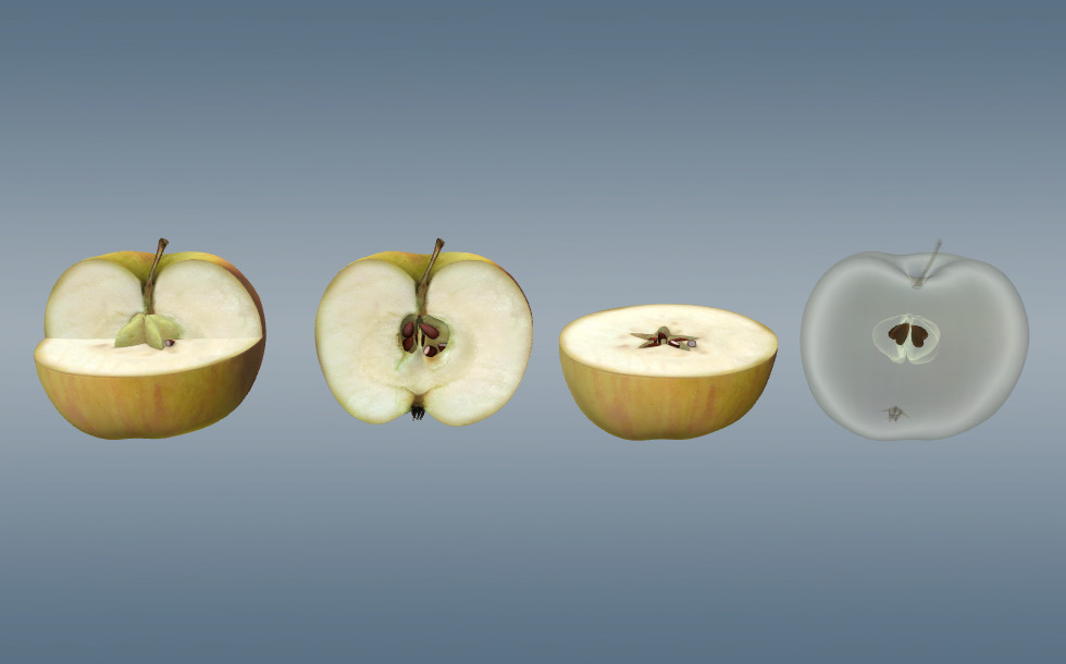 Comparação entre frutos verdadeiros e pseudofrutos - Cena 3D - Educação ...